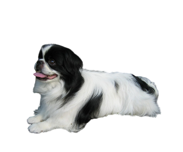 Japanese Spaniel: All about this breed - DogsPlanet.com