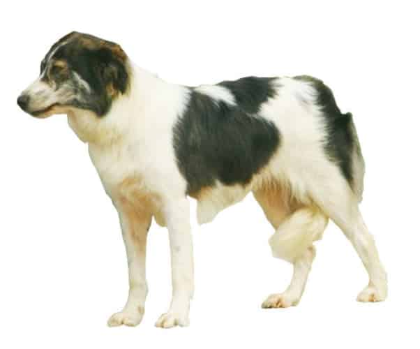 Aïdi: Tout savoir sur cette race - DogsPlanet.com