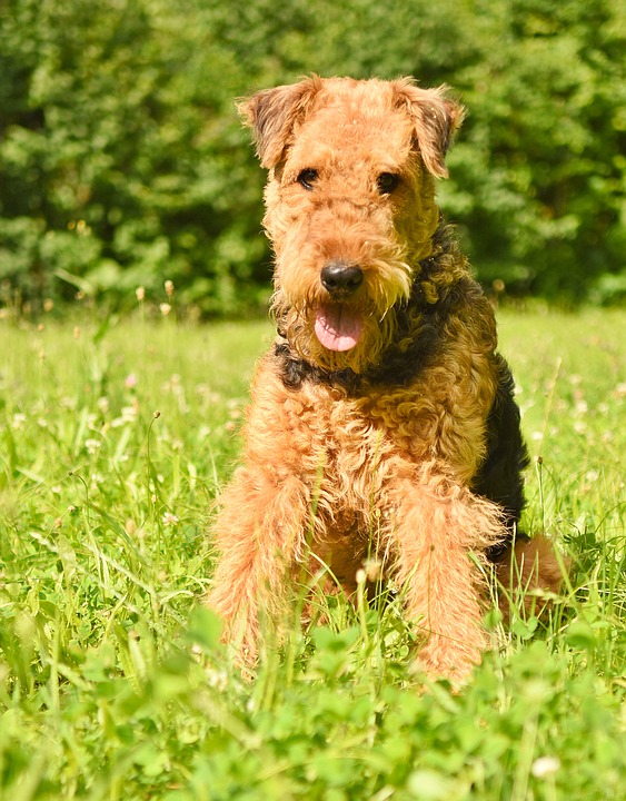 Airedale Terrier: Todo sobre esta raza - DogsPlanet.com