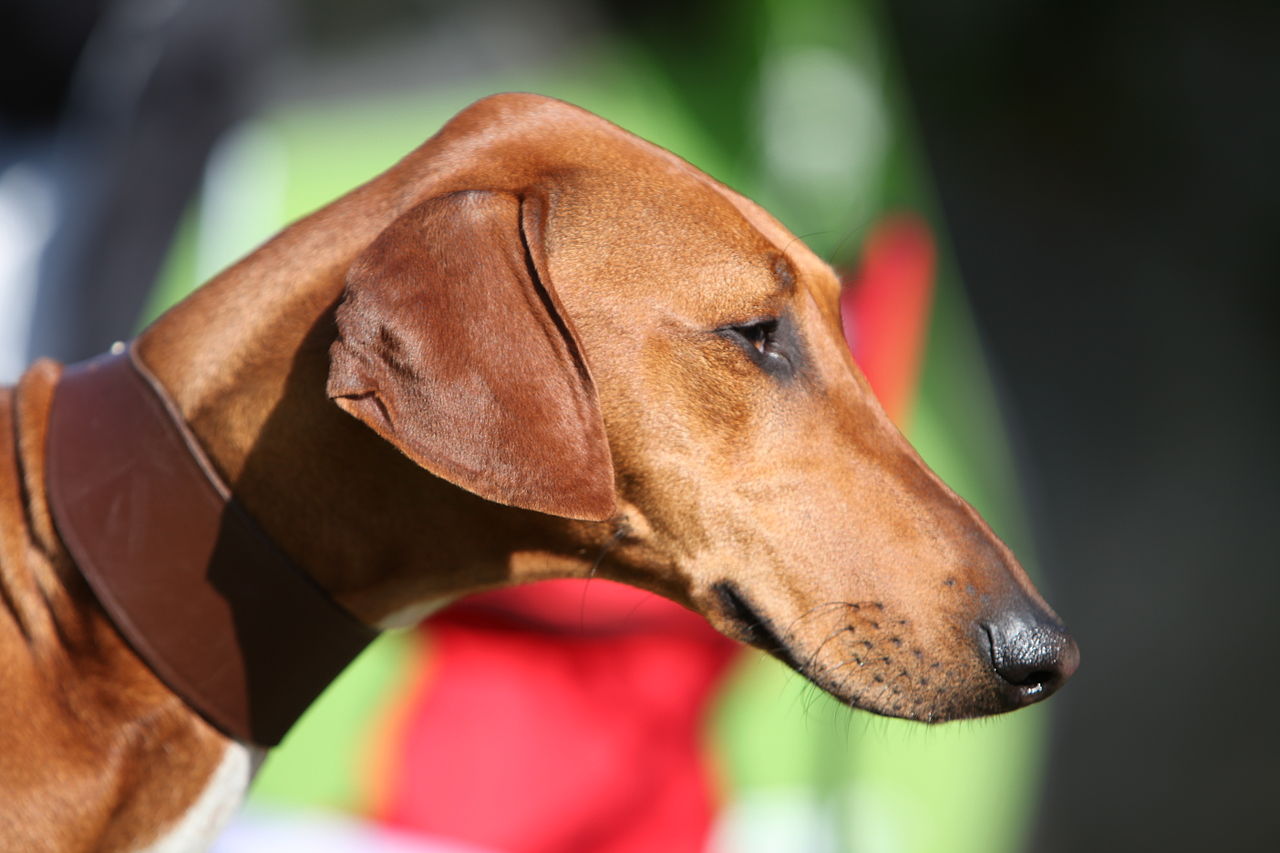 Azawakh: Todo sobre esta raza - DogsPlanet.com