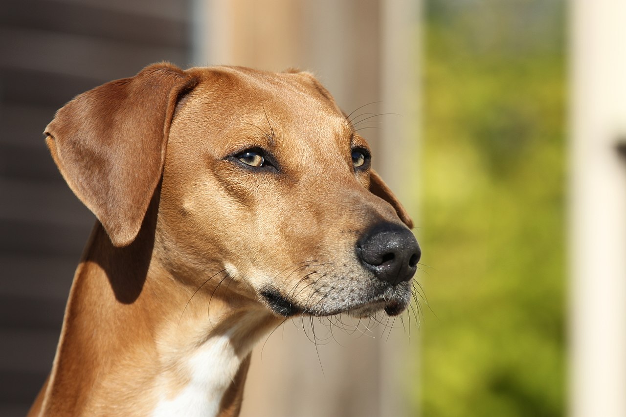 Azawakh: Todo sobre esta raza - DogsPlanet.com