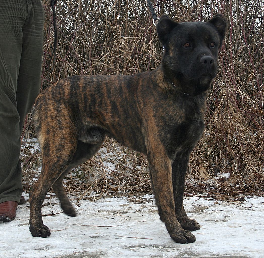 Azores Cattle Dog: All about this breed - DogsPlanet.com