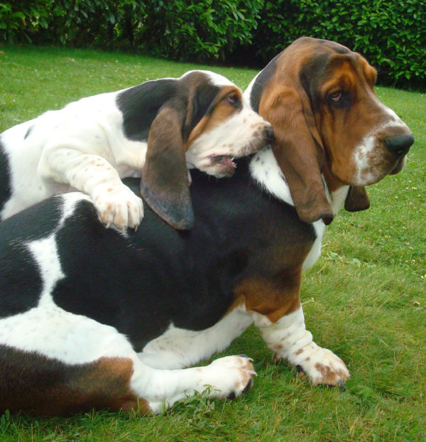 Basset hound: Tout savoir sur cette race - DogsPlanet.com