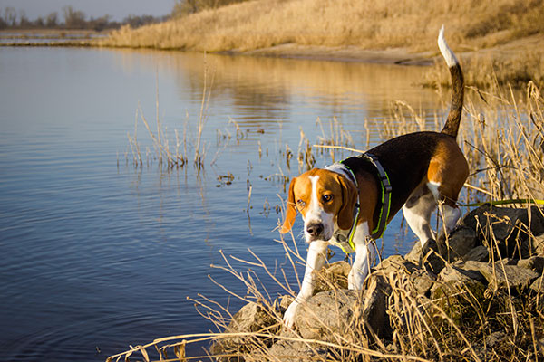 Beagle: All you need to know – DogsPlanet.com