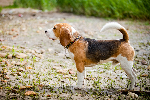 Beagle: All you need to know – DogsPlanet.com