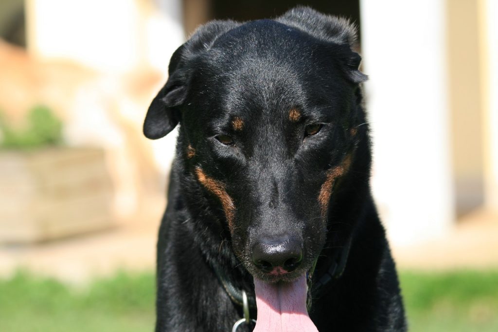 Perro Pastor Beauce: Todo sobre esta raza - DogsPlanet.com