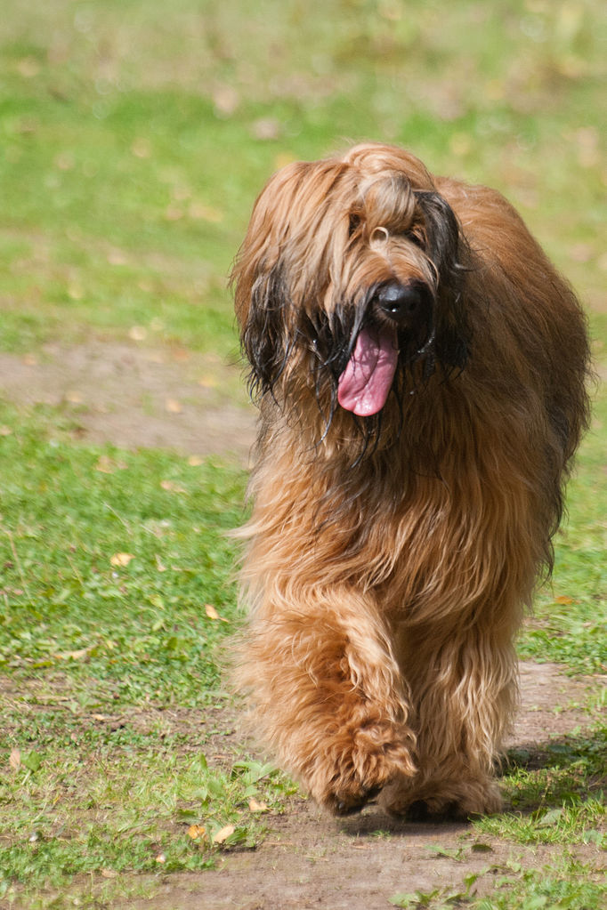 Berger de Brie: All about this breed - DogsPlanet.com