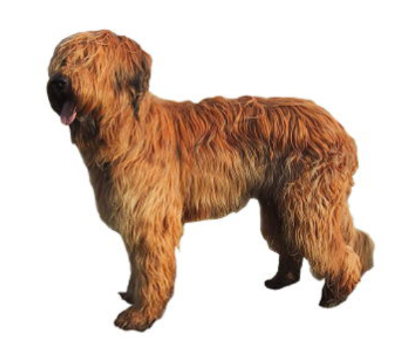 Berger de Brie: All about this breed - DogsPlanet.com