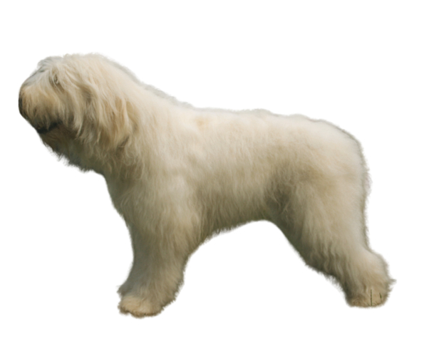 Berger de Russie méridionale: Tout savoir sur cette race - DogsPlanet.com