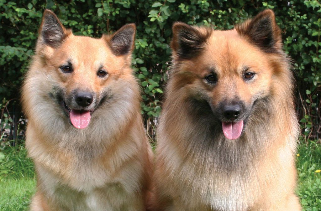 Icelandic Shepherd Dog: All about this breed - DogsPlanet.com