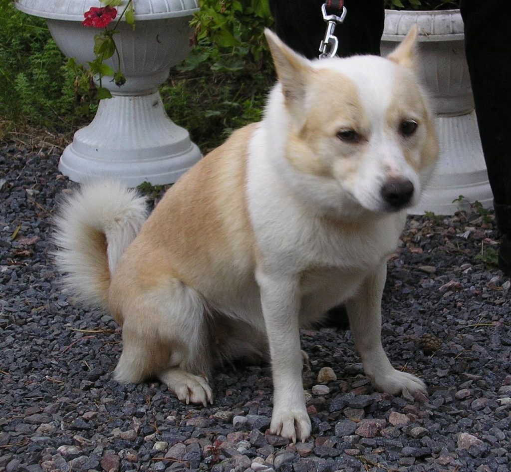 Icelandic Shepherd Dog: All about this breed - DogsPlanet.com