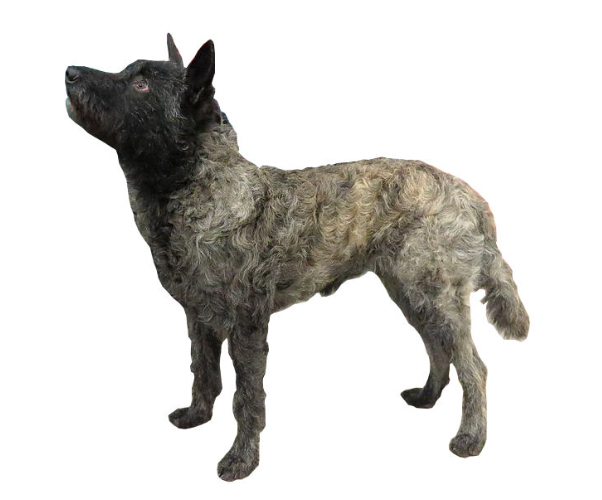 Berger de Brie: All about this breed - DogsPlanet.com