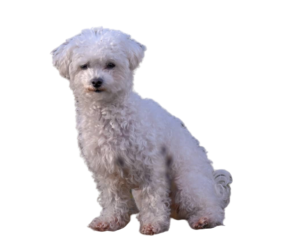 Bichon bolonais: Tout savoir sur cette race - DogsPlanet.com