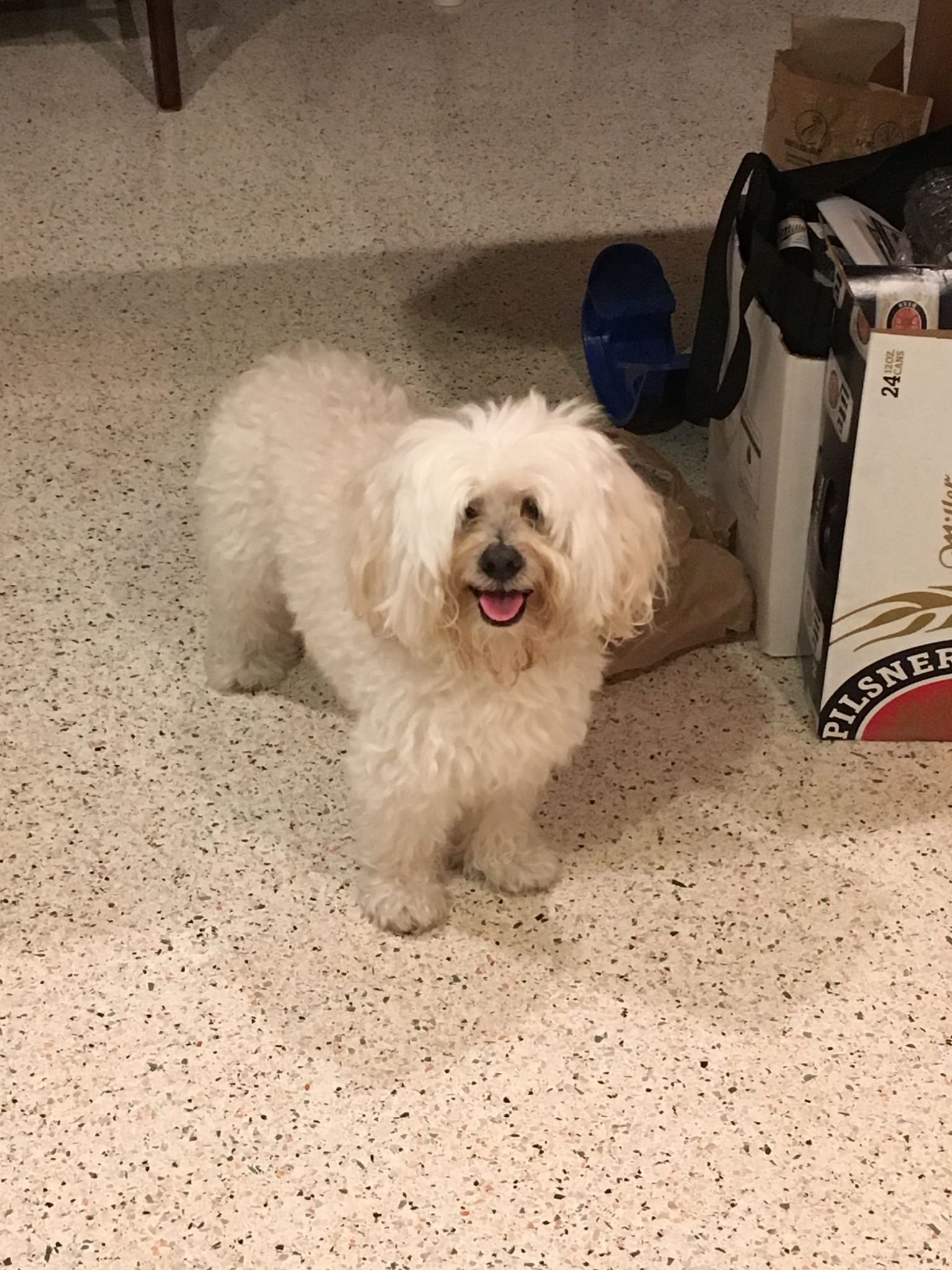 Bichon havanais: Todo sobre esta raza - DogsPlanet.com