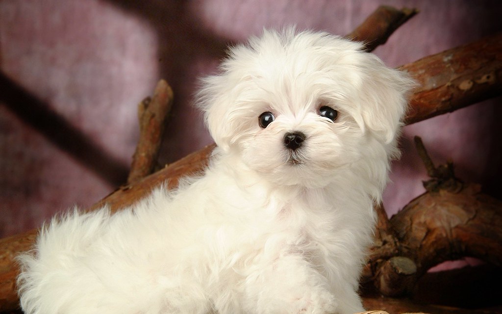 Bichon Maltais: Tout savoir sur cette race - DogsPlanet.com
