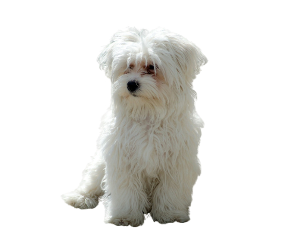 Maltese: All about this breed - DogsPlanet.com