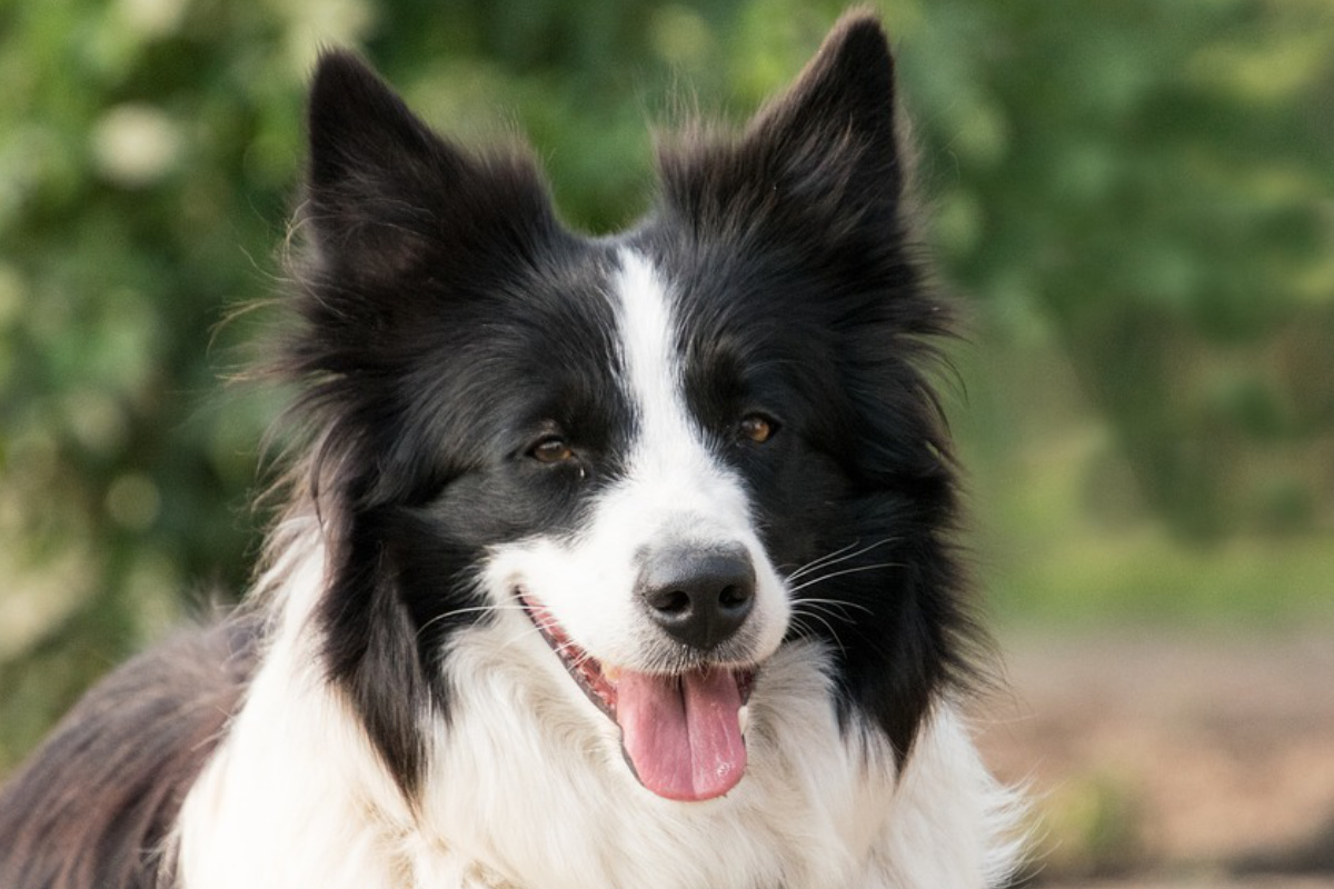 Border Collie: All about this breed - DogsPlanet.com