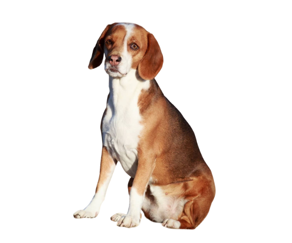 Brachet allemand - DogsPlanet.com