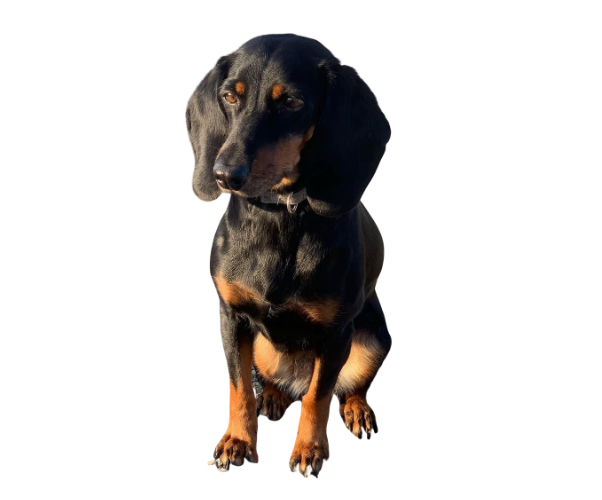 Brachet tyrolien: Tout savoir sur cette race - DogsPlanet.com