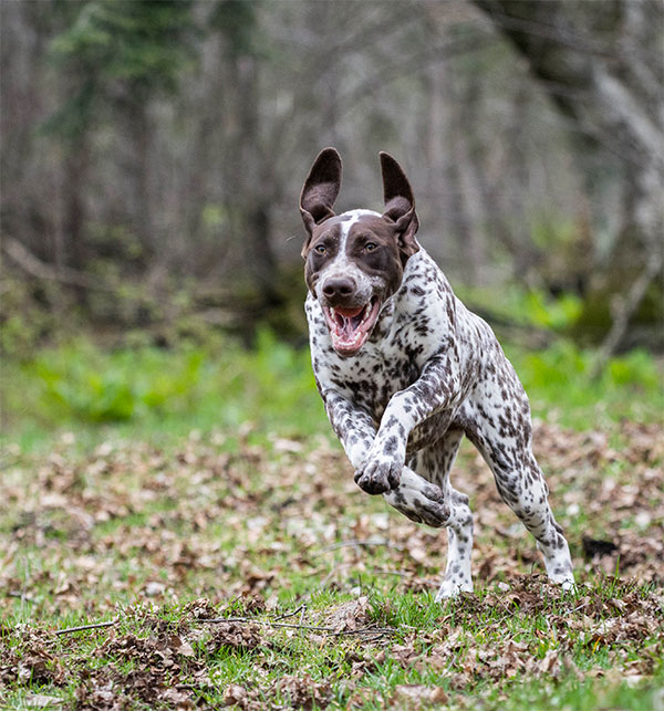 Braque allemand à poil court: Tout savoir sur cette race - DogsPlanet.com