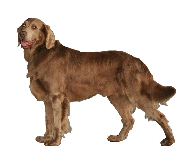 Braque Saint-Germain: Tout savoir sur cette race - DogsPlanet.com