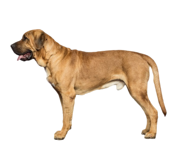 Broholmer: All about this breed - DogsPlanet.com