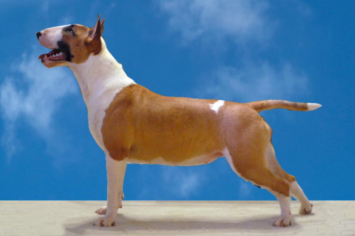 Bull Terrier: All about this breed - DogsPlanet.com