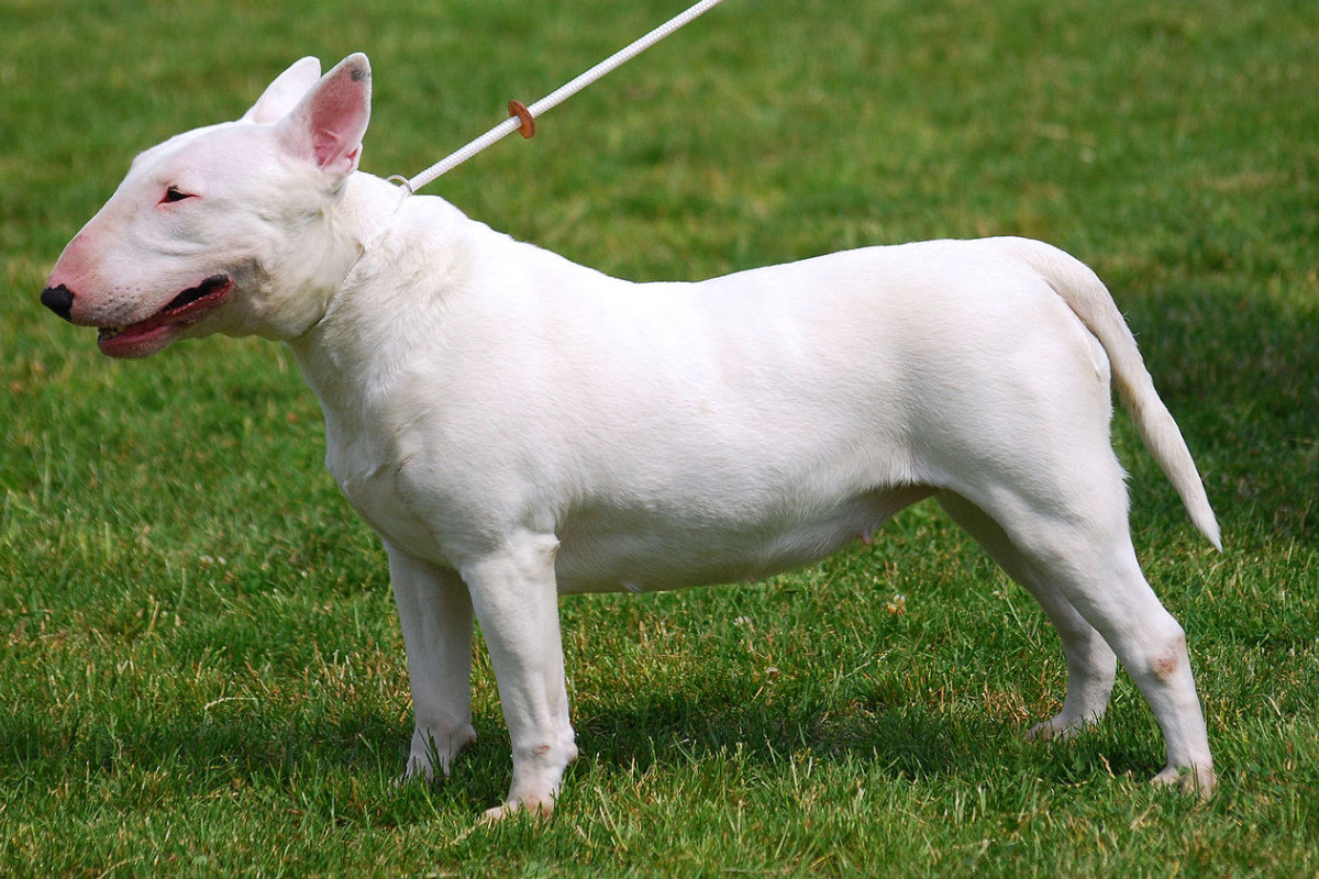 Bull Terrier: All about this breed - DogsPlanet.com