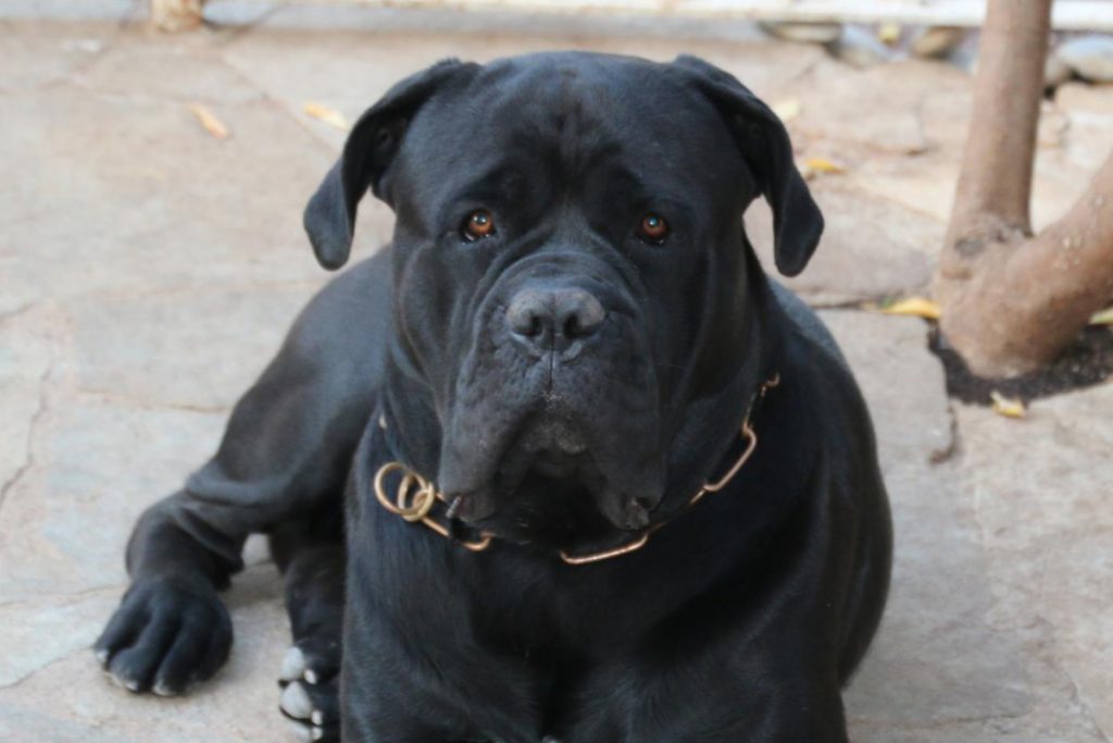 Cane Corso Todo Sobre Esta Raza