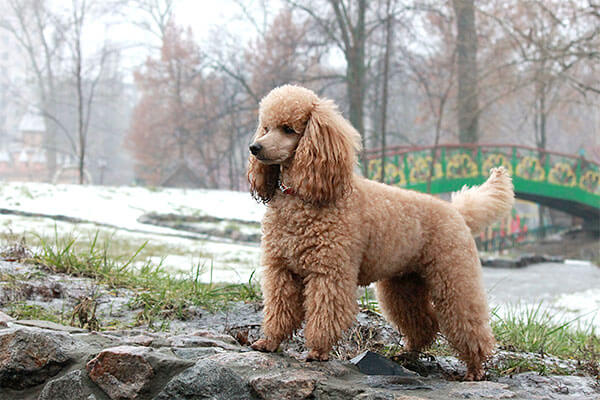 Caniche: Tout savoir sur cette race - DogsPlanet.com