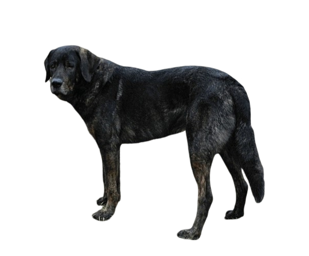 Cao de Castro Laboreiro: All about this breed - DogsPlanet.com