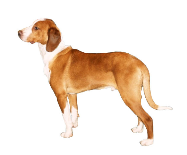 Posavatz Hound: All about this breed - DogsPlanet.com