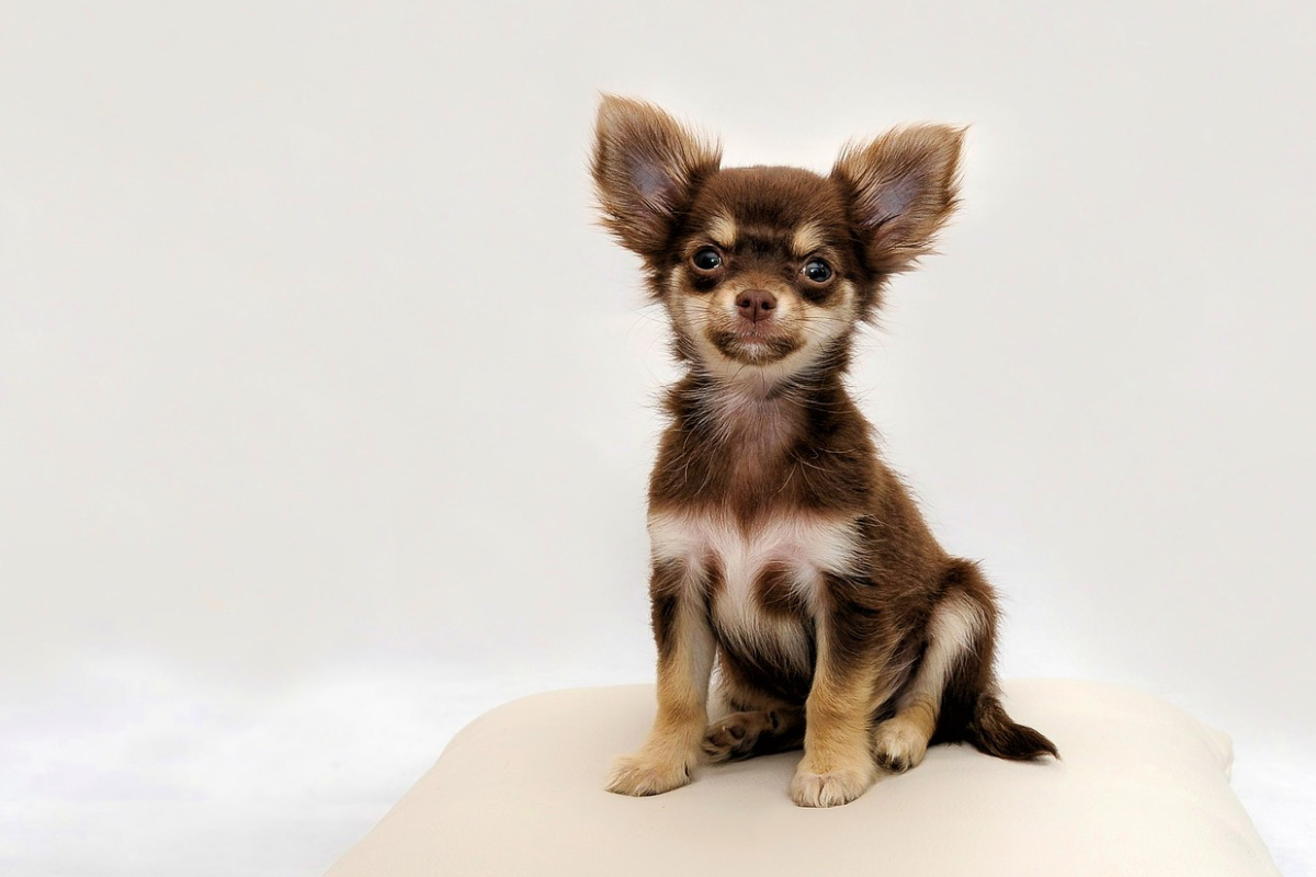20 tricolored dog breeds (with pictures!) - DogsPlanet.com