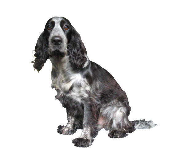 Cocker anglais: Tout savoir sur cette race - DogsPlanet.com