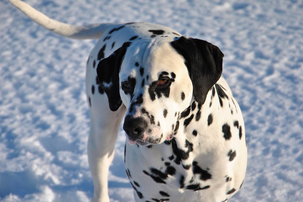Dalmatien, Tout Savoir Sur Cette Race De Chien – TTTKIP