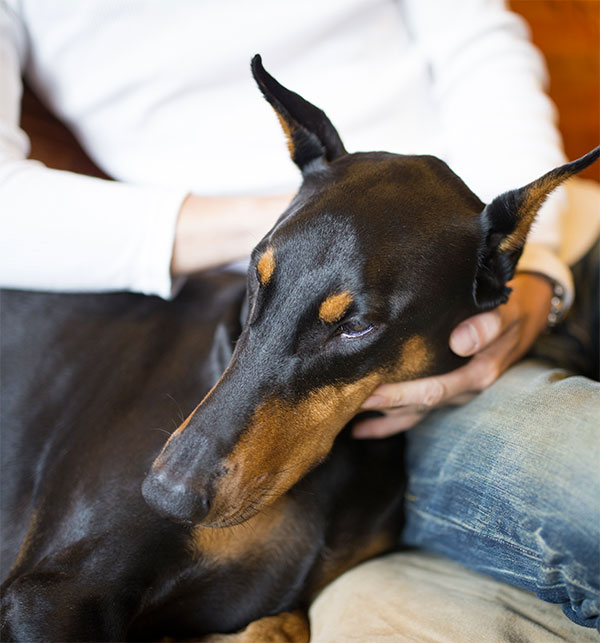 Doberman: All you need to know – DogsPlanet.com
