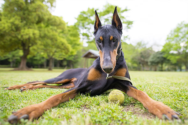 Doberman: All you need to know – DogsPlanet.com