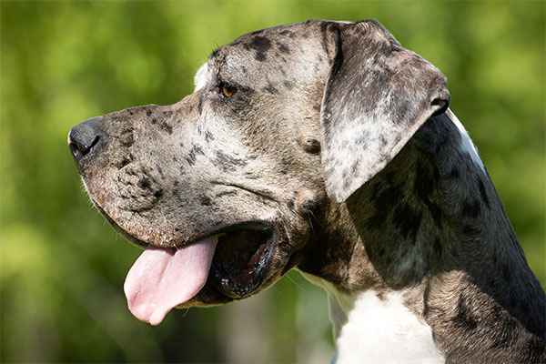 Dogue allemand: Tout savoir sur cette race - DogsPlanet.com