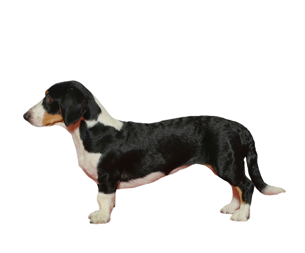 Drever: All about this breed - DogsPlanet.com