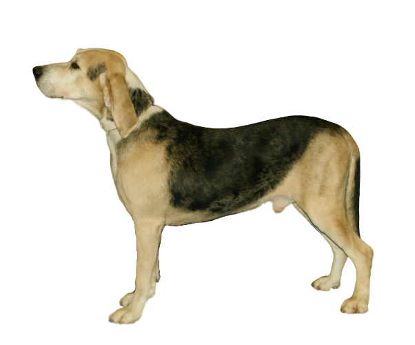 Dunker: Todo sobre esta raza - DogsPlanet.com