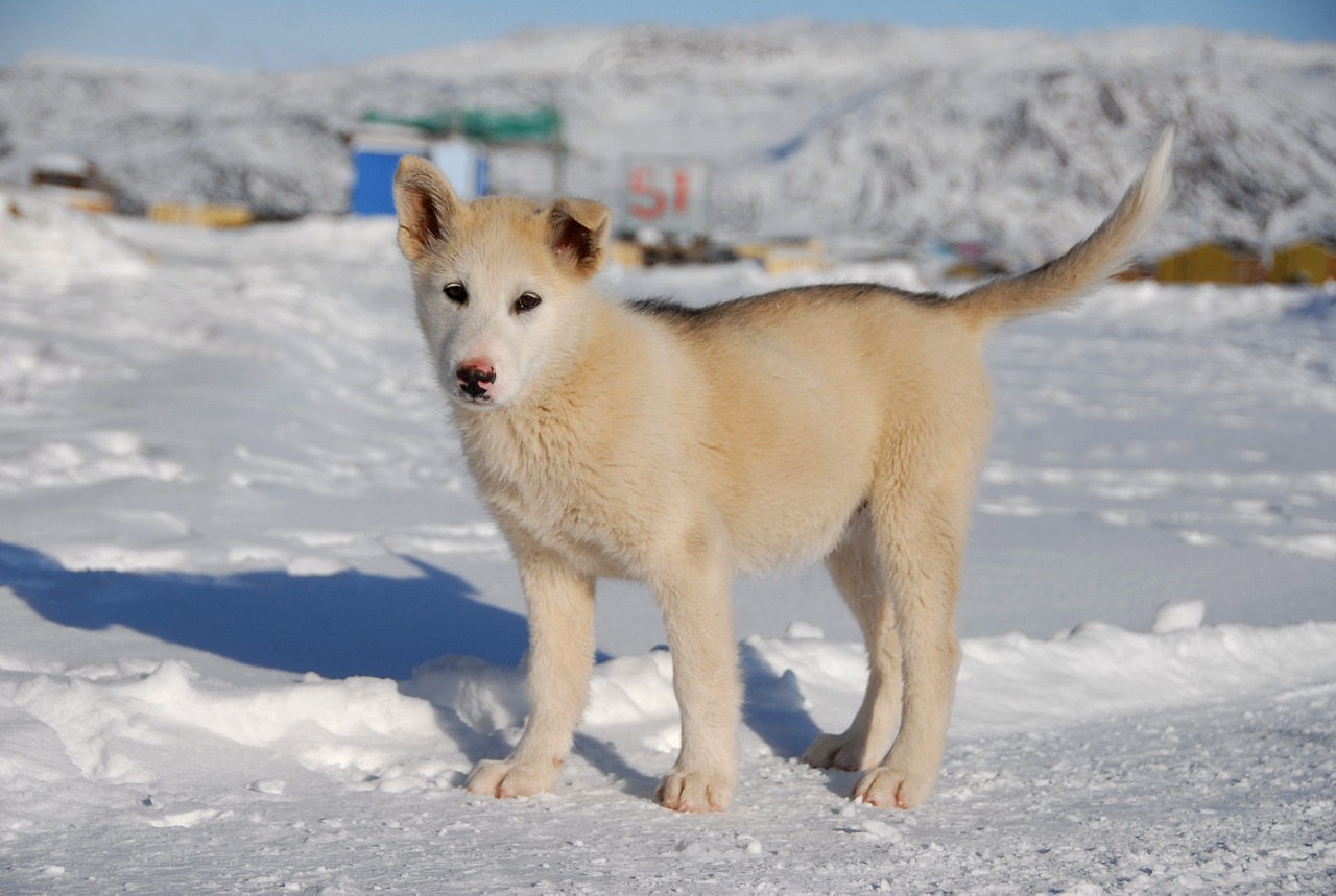 Esquimau du Groenland: Tout savoir sur cette race - DogsPlanet.com
