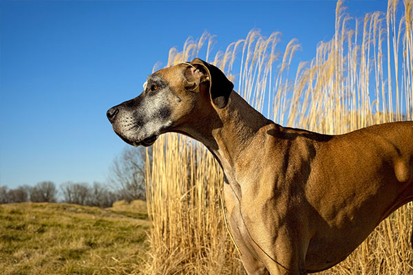 Great Dane: All about this breed - DogsPlanet.com