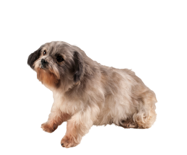 Lhasa Apso: All about this breed - DogsPlanet.com