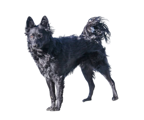 Mudi: Tout savoir sur cette race - DogsPlanet.com