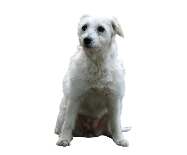 Parson Russell Terrier: All about this breed - DogsPlanet.com