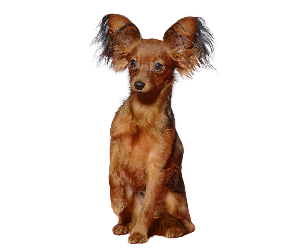 Pequeño perro ruso: Todo sobre esta raza - DogsPlanet.com