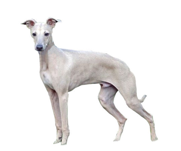 Petit lévrier italien: Tout savoir sur cette race - DogsPlanet.com