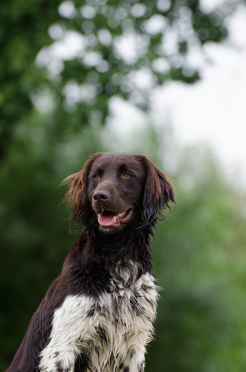 Small Münsterländer: All about this breed - DogsPlanet.com