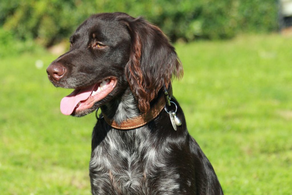 Small Münsterländer: All about this breed - DogsPlanet.com