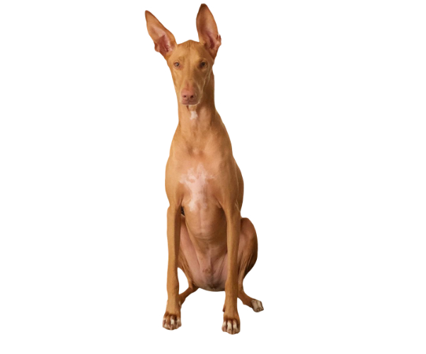 Podenco canario: All about this breed - DogsPlanet.com